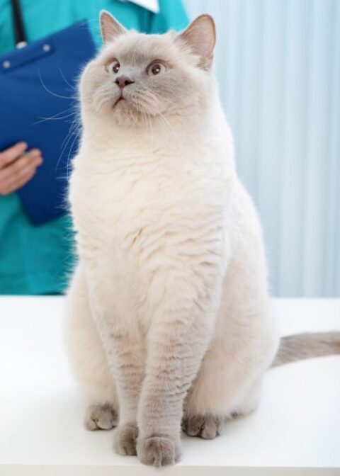 Virginia Beach's First Stand Alone Urgent Care Clinic In VA | Vets Now! Vet