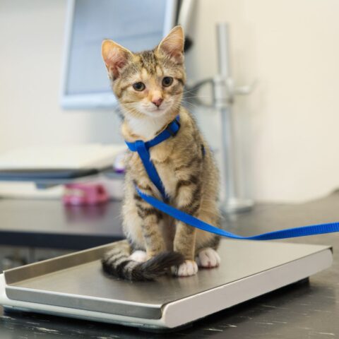 Virginia Beach's First Stand Alone Urgent Care Clinic In VA | Vets Now! Vet