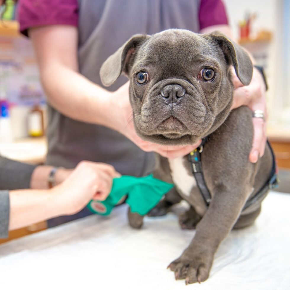 Virginia Beach's First Stand Alone Urgent Pet Care Clinic In VA | Vets ...