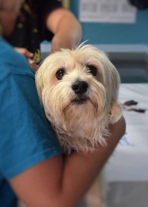 Virginia Beach's First Stand Alone Urgent Care Clinic In VA | Vets Now! Vet